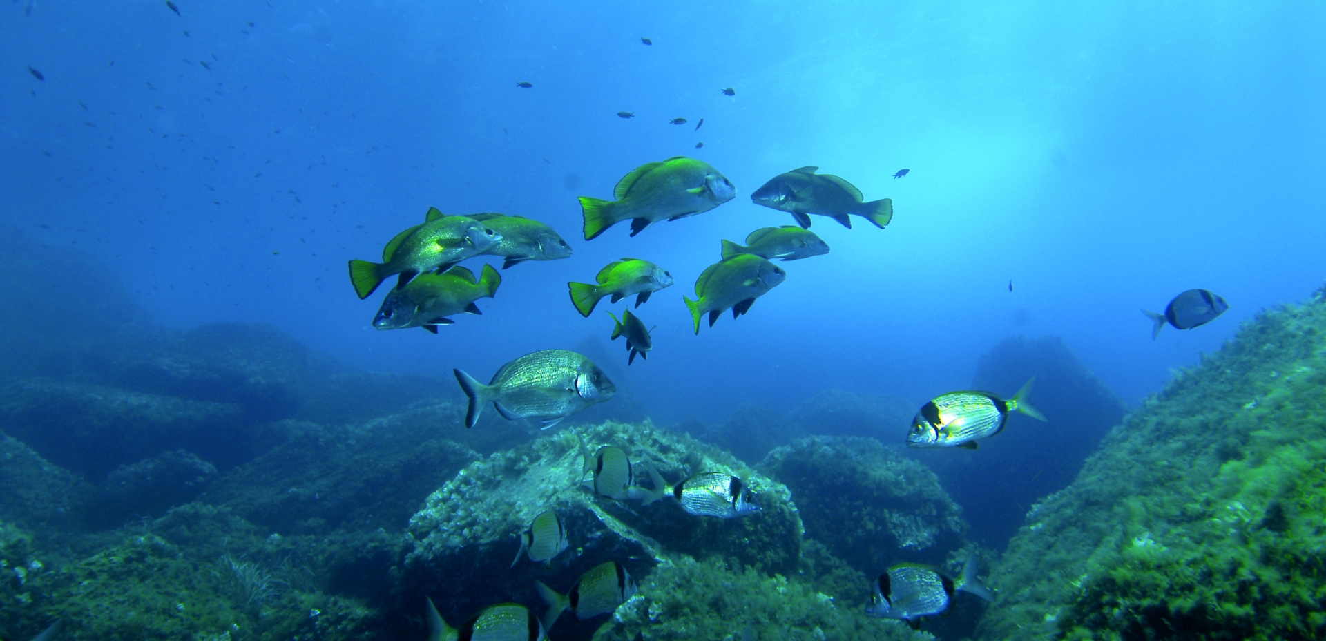 Sentier pédagogique sous la mer - Comment préserver le milieu marin