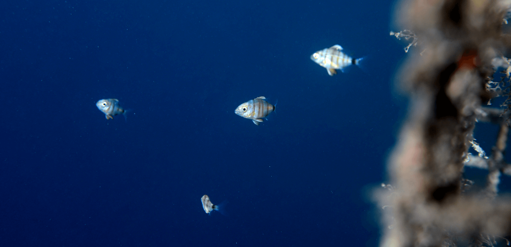 Biohut : un habitat artificiel pour aider les petits poissons à grandir