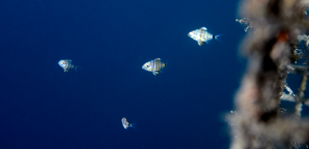 Biohut: an artificial habitat to help small fish grow