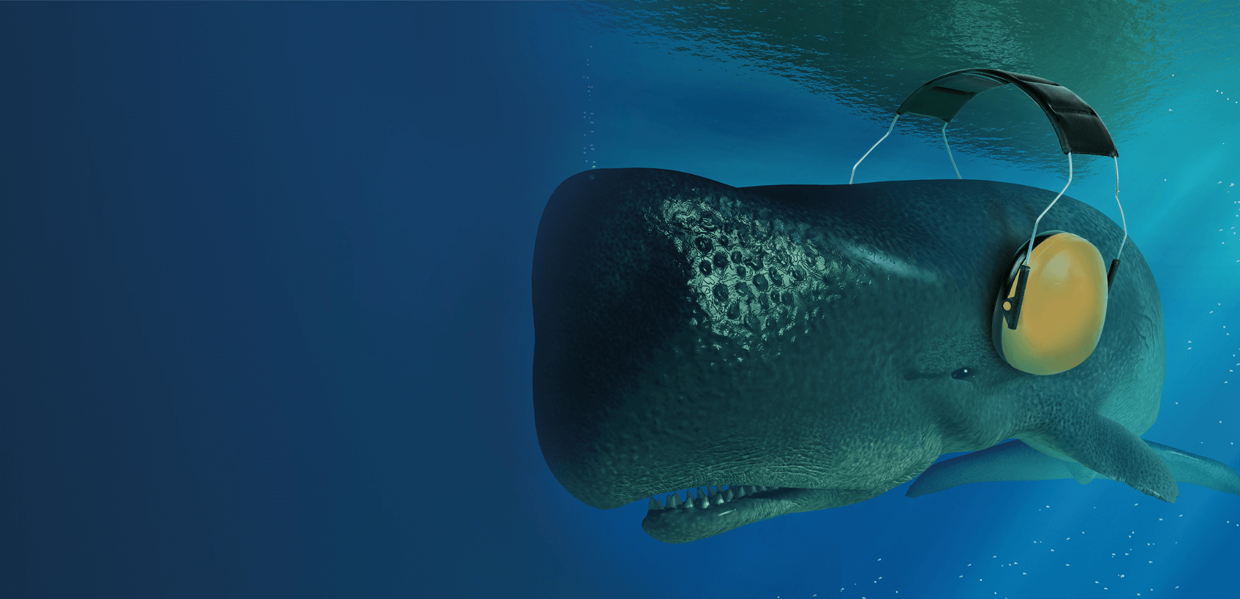 La pollution sonore en milieu aquatique est exponentielle