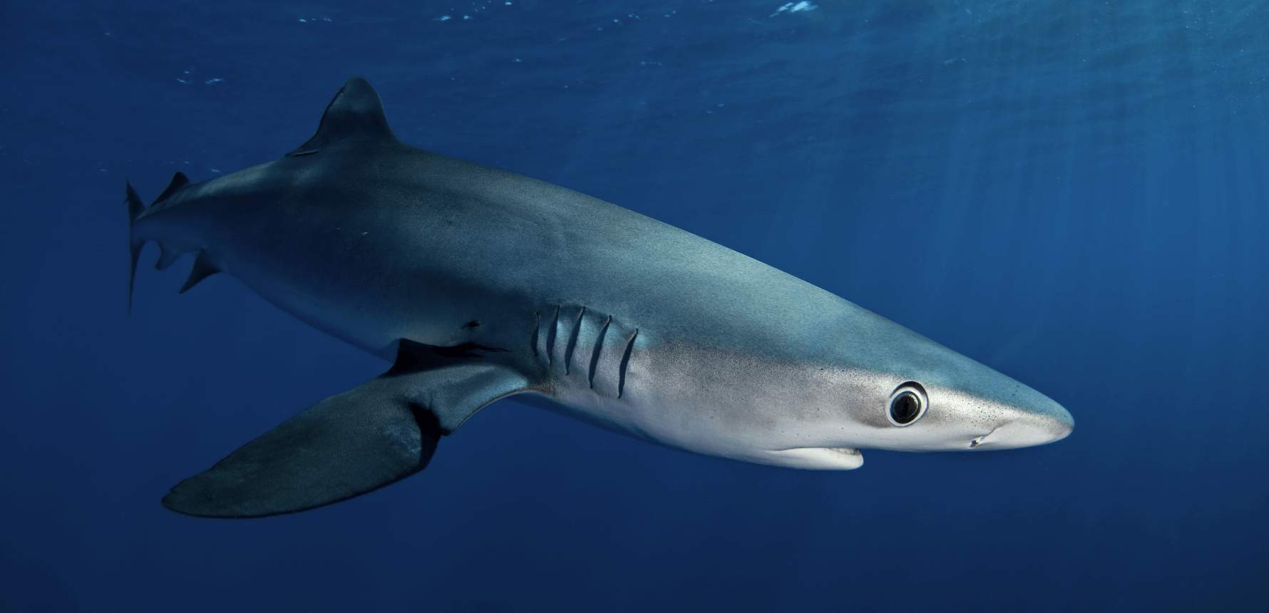 60 % des requins pélagiques sont en danger d'extinction